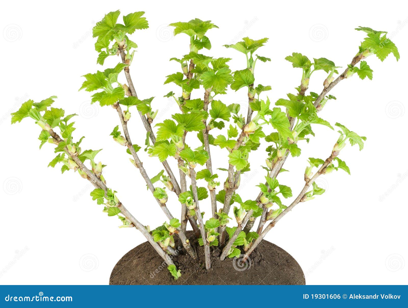 Balza Il Cespuglio Di Un Ribes Sulla Base Isolata Fotografia Stock ...