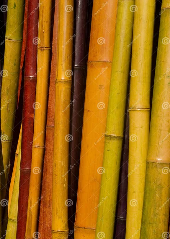 Bamaboo stock image. Image of japanese, creative, monochromatic - 2587243