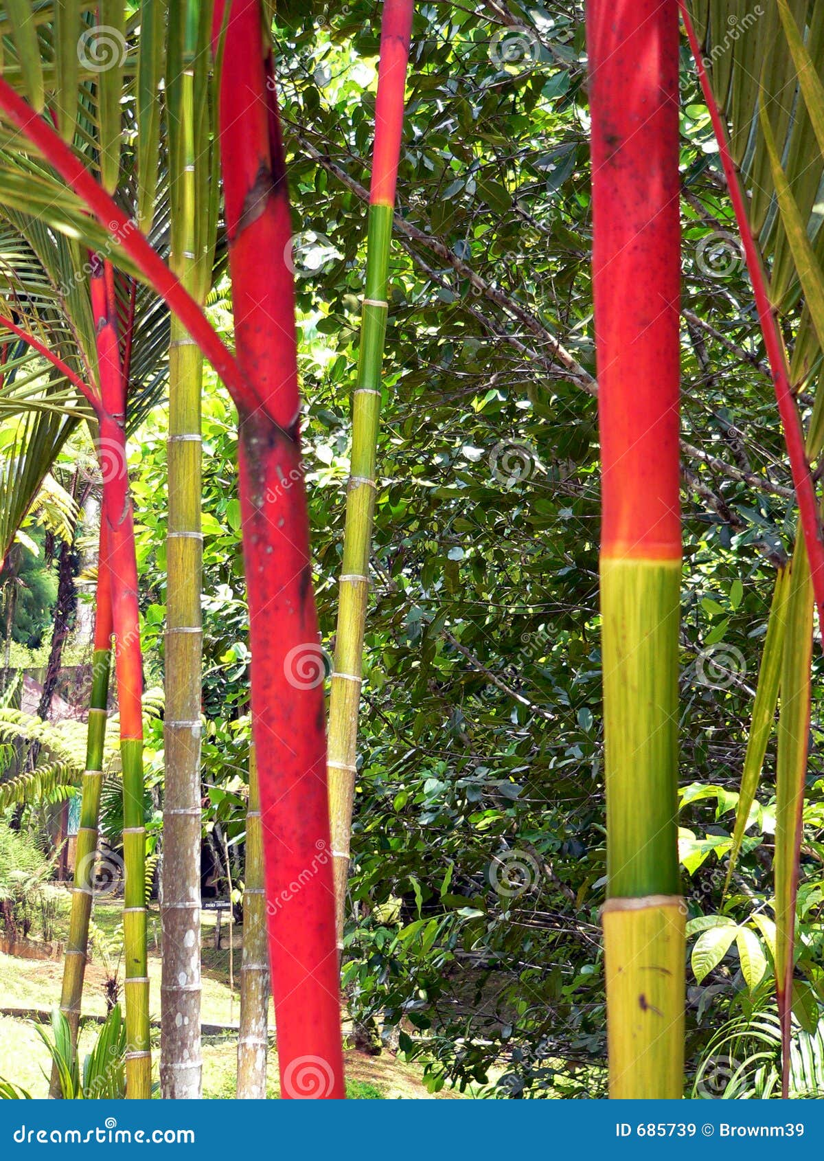 Bambú rojo natural, Borneo imagen de archivo. Imagen de selva - 685739
