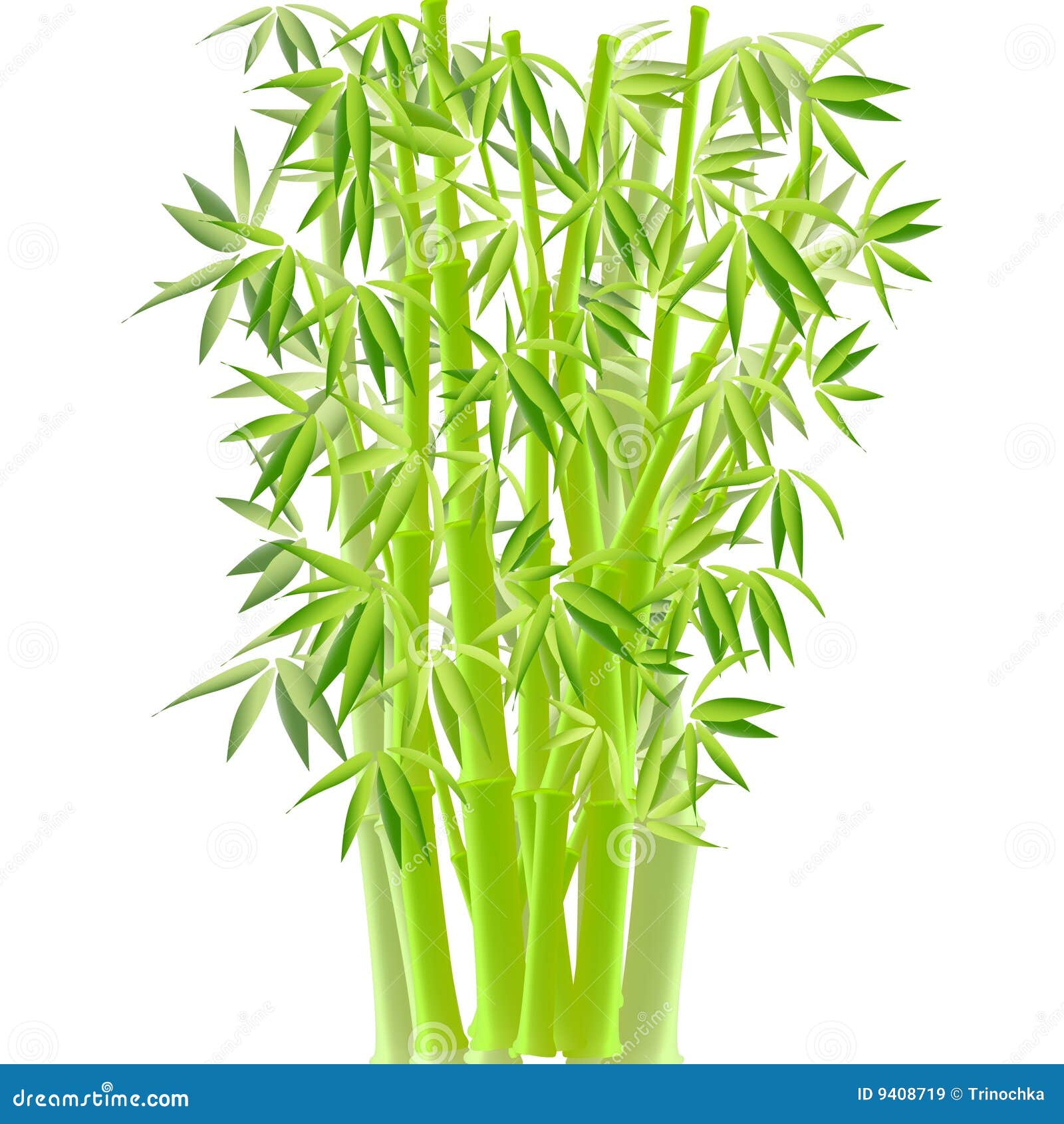 Bambú. vector ilustración del vector. Ilustración de fondo - 9408719