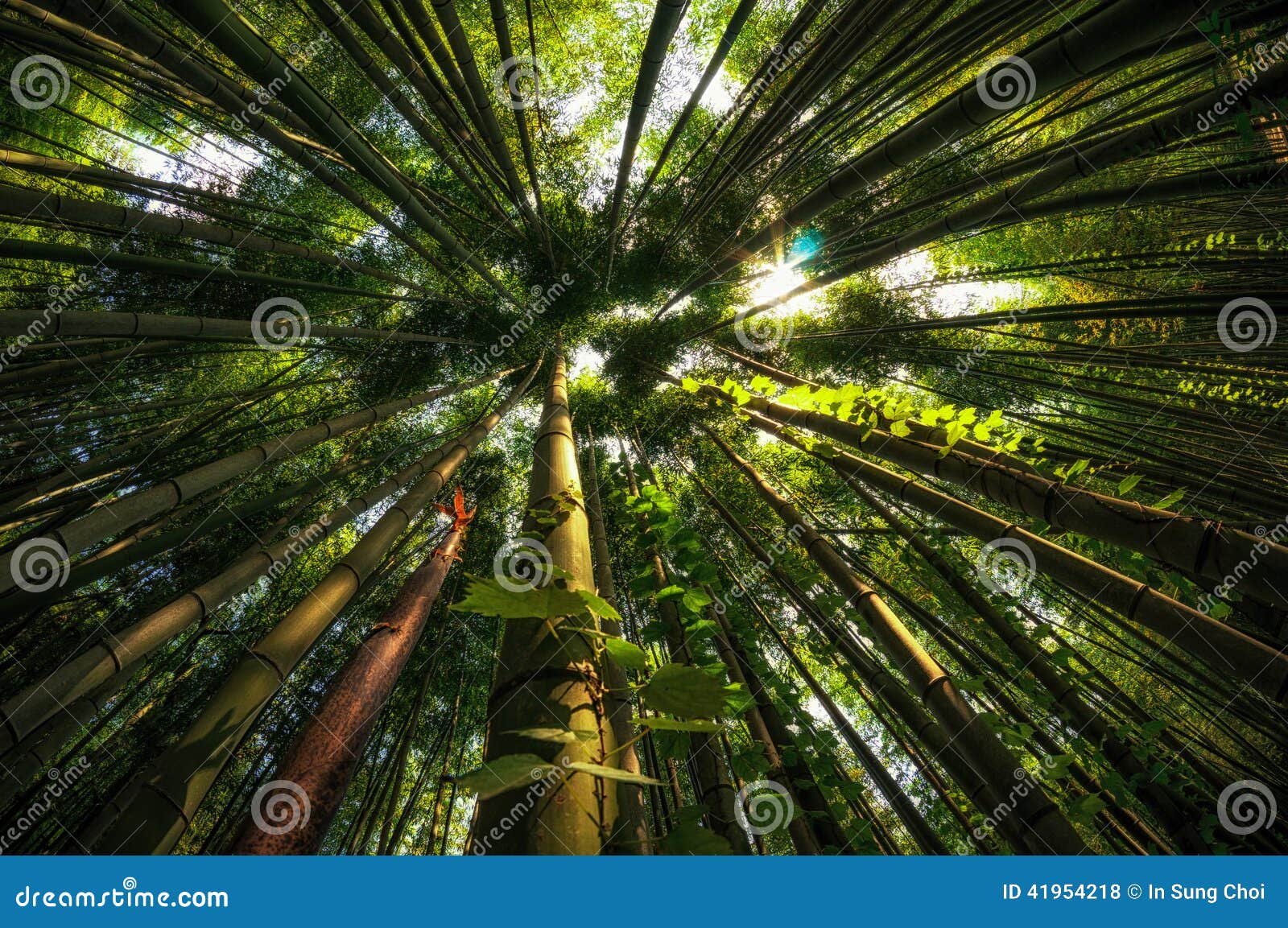 Bamb Stock Photos - Royalty Free Pictures