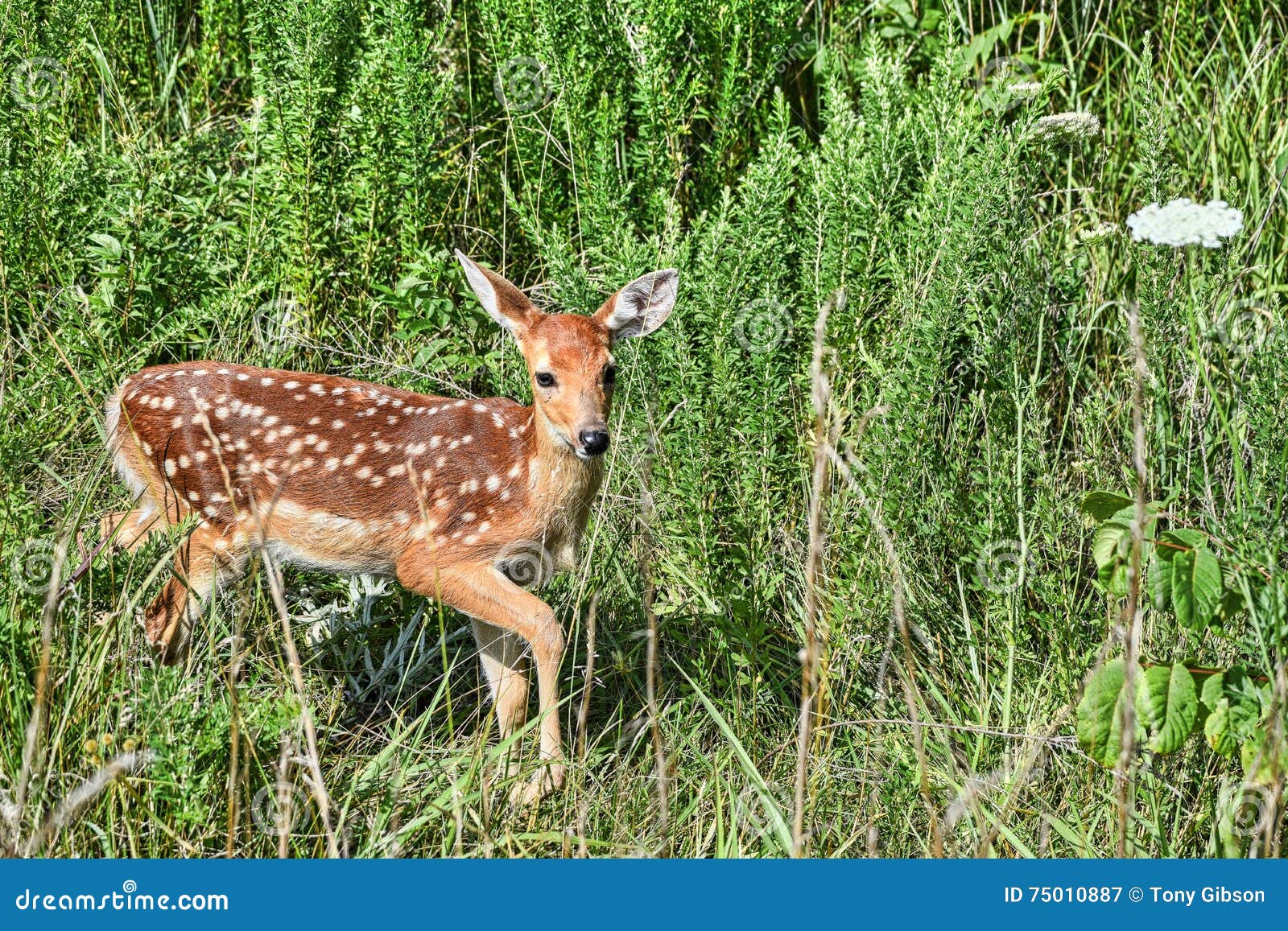 Baby doe stock image. Image of wild, brown, spring, wilderness - 75010887