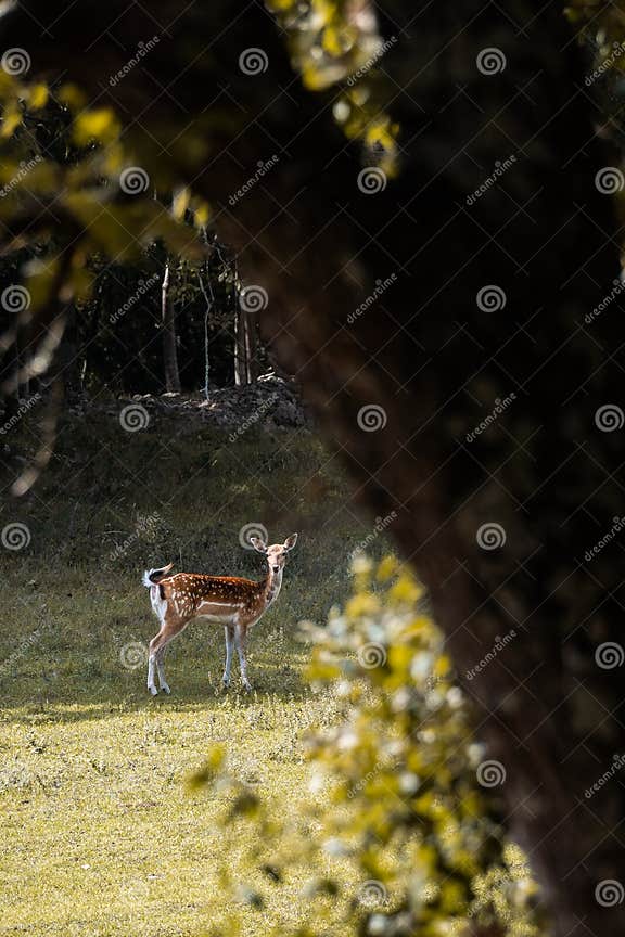 Bambi is back stock photo. Image of meadow, buck, common - 244976486
