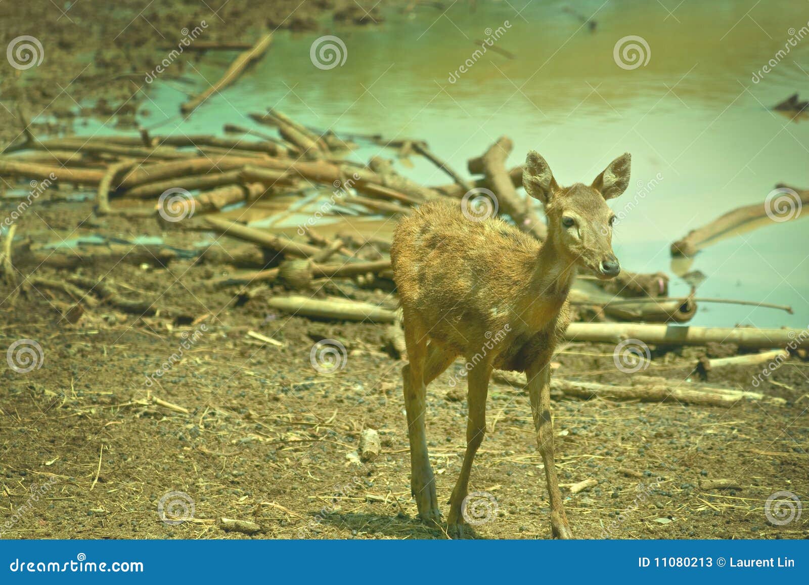 Bambi Deer stock image. Image of closeup, hungry, hunt - 11080213