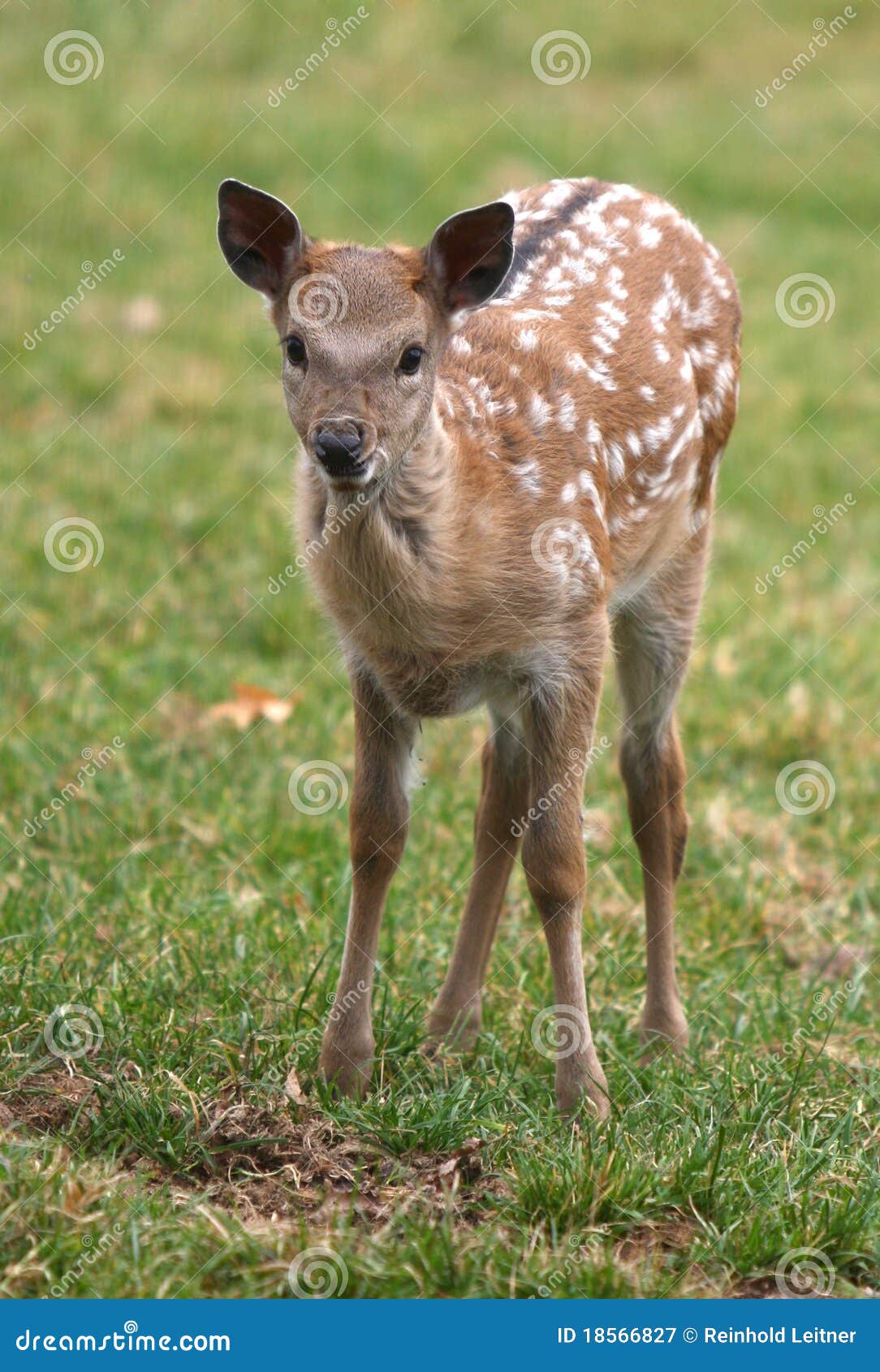 Bambi deer stock image. Image of majestic, highland, dear - 18566827