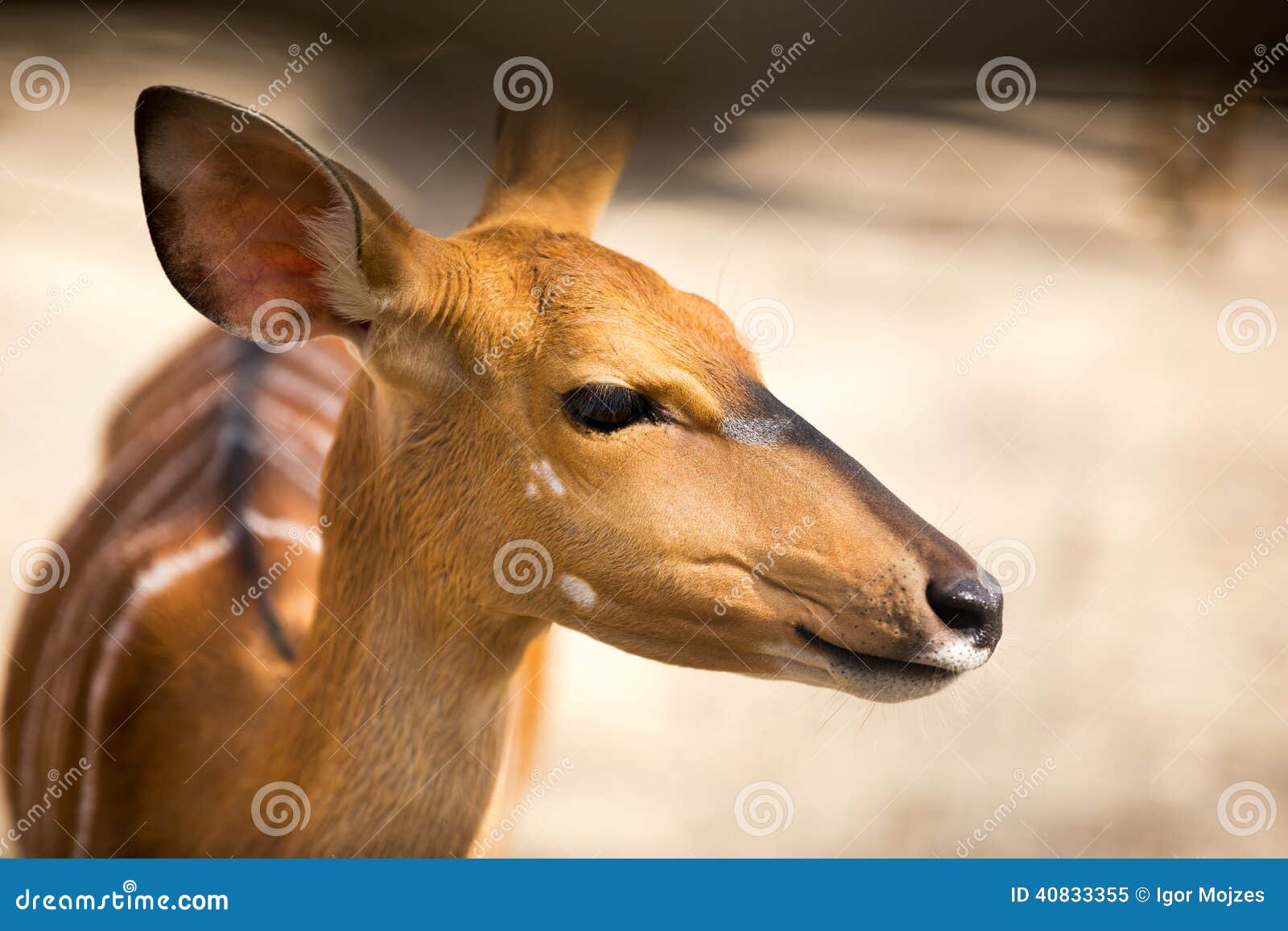 Bambi portrait stock image. Image of beautiful, deer - 40833355