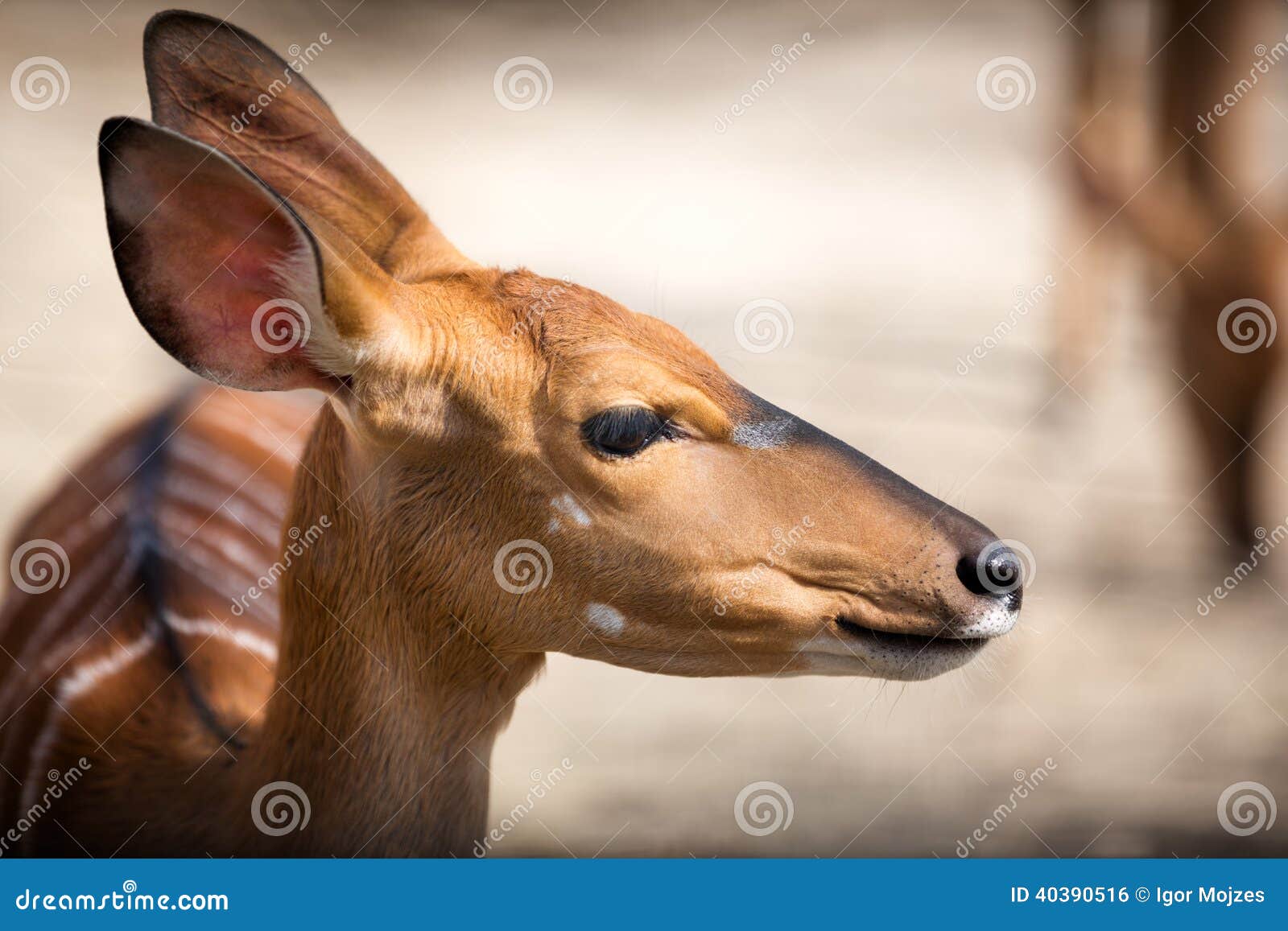 Bambi stock photo. Image of dapple, head, animal, dappled - 40390516