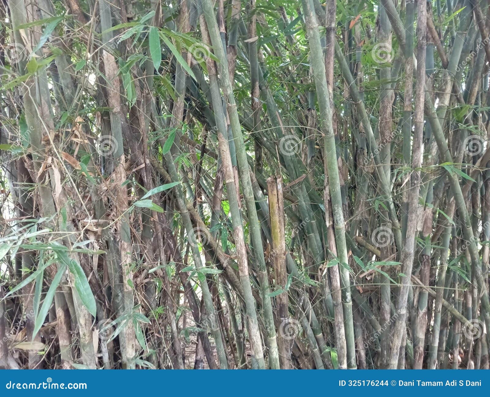 Bambi Trees Grow Thickly in the Yard of the House. Stock Photo - Image ...