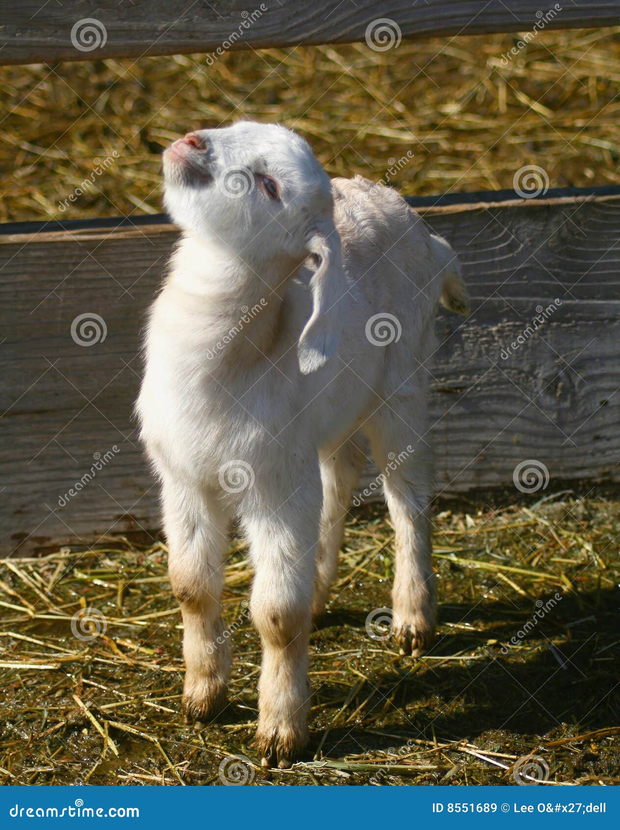 Bambini 0901 della capra immagine stock. Immagine di innocente - 8551689