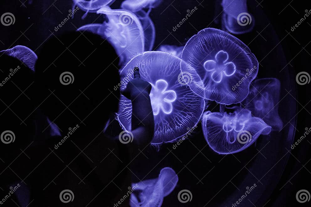 Bambino e meduse fotografia stock. Immagine di tentacoli - 48887556