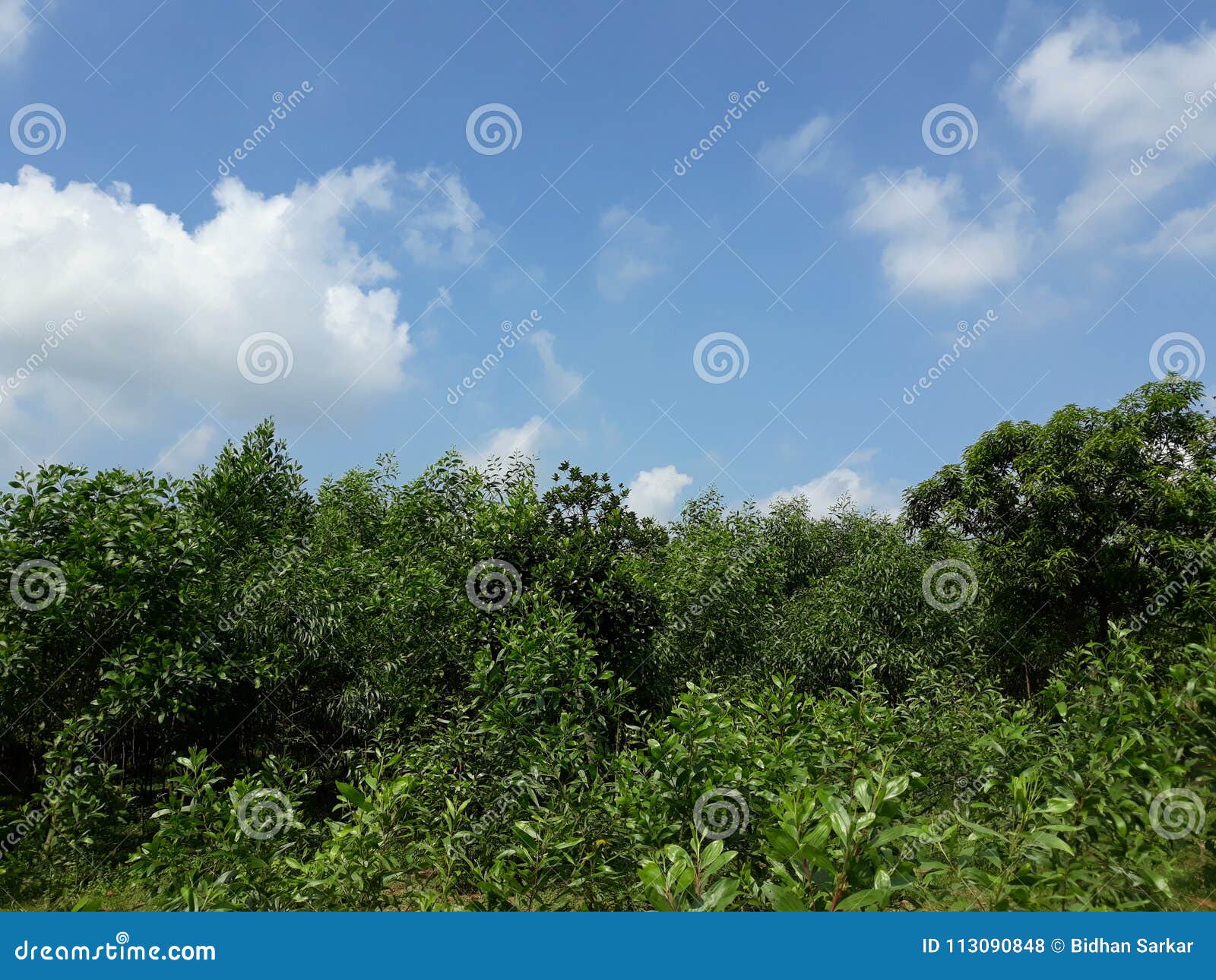 Nature tree sky stock photo. Image of tree, clean, nature - 113090848