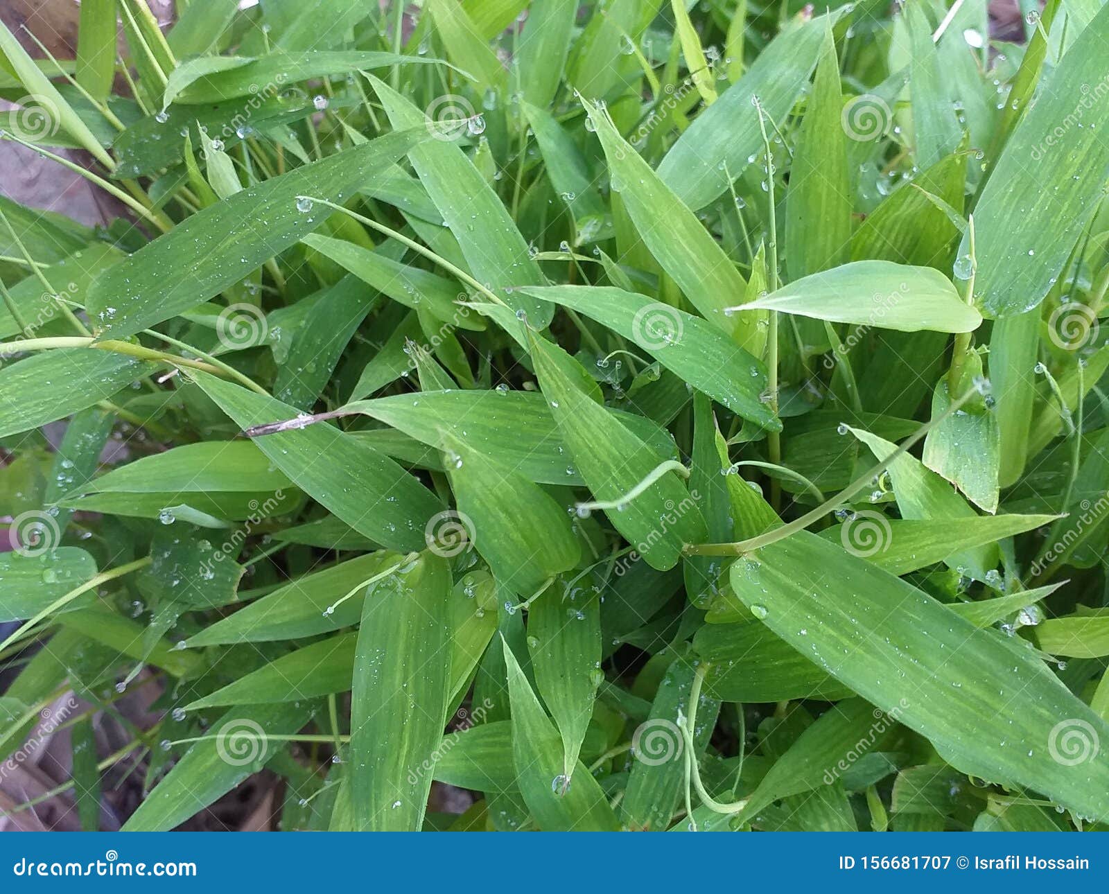 This the Bambo Trees and Most Beautiful Pictures it is Stock Image ...