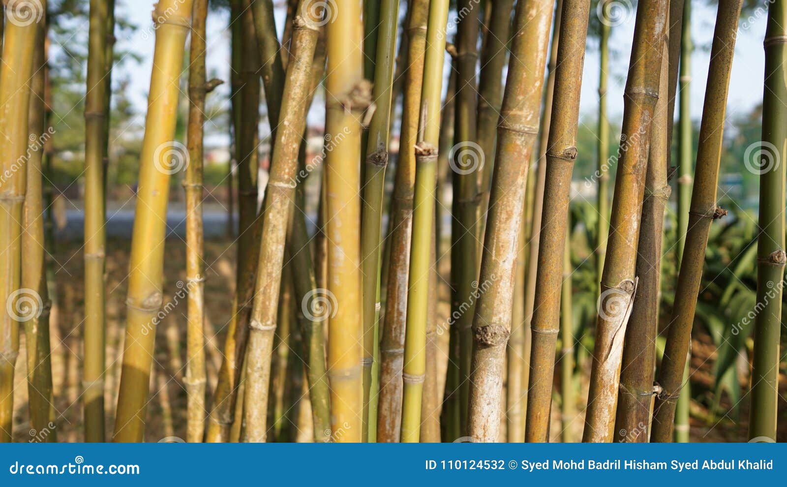 Bamboe stock foto. Image of altijdgroen, eeuwigdurend - 110124532