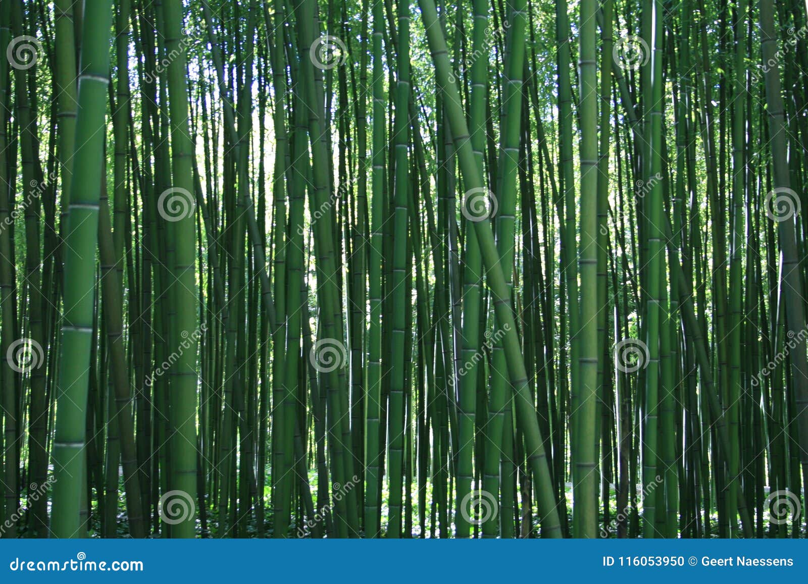 Bamboe stock foto. Image of dicht, boom, groei, hoog - 116053950