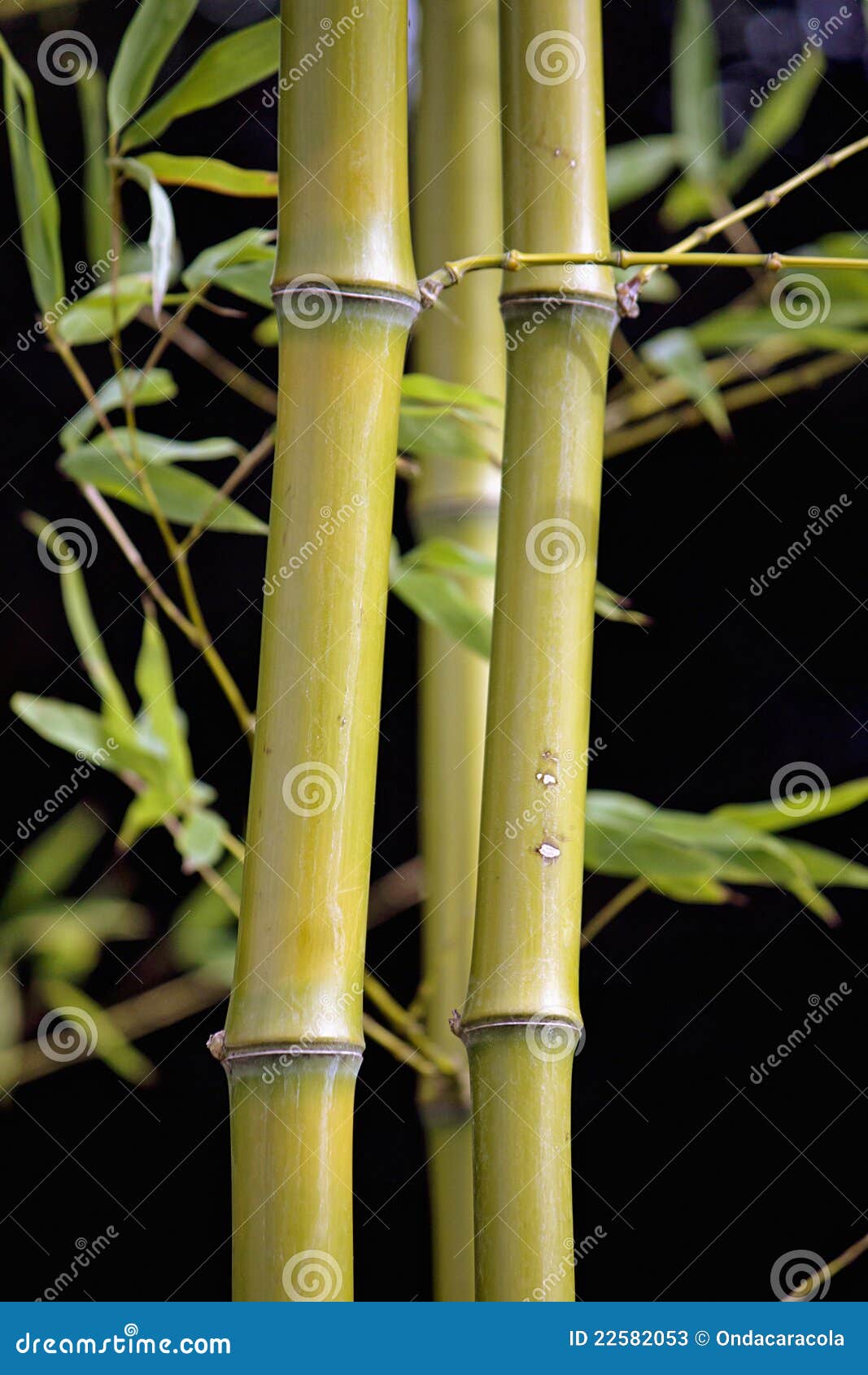 Bamboe stock afbeelding. Image of traditie, sier, plantkunde - 22582053