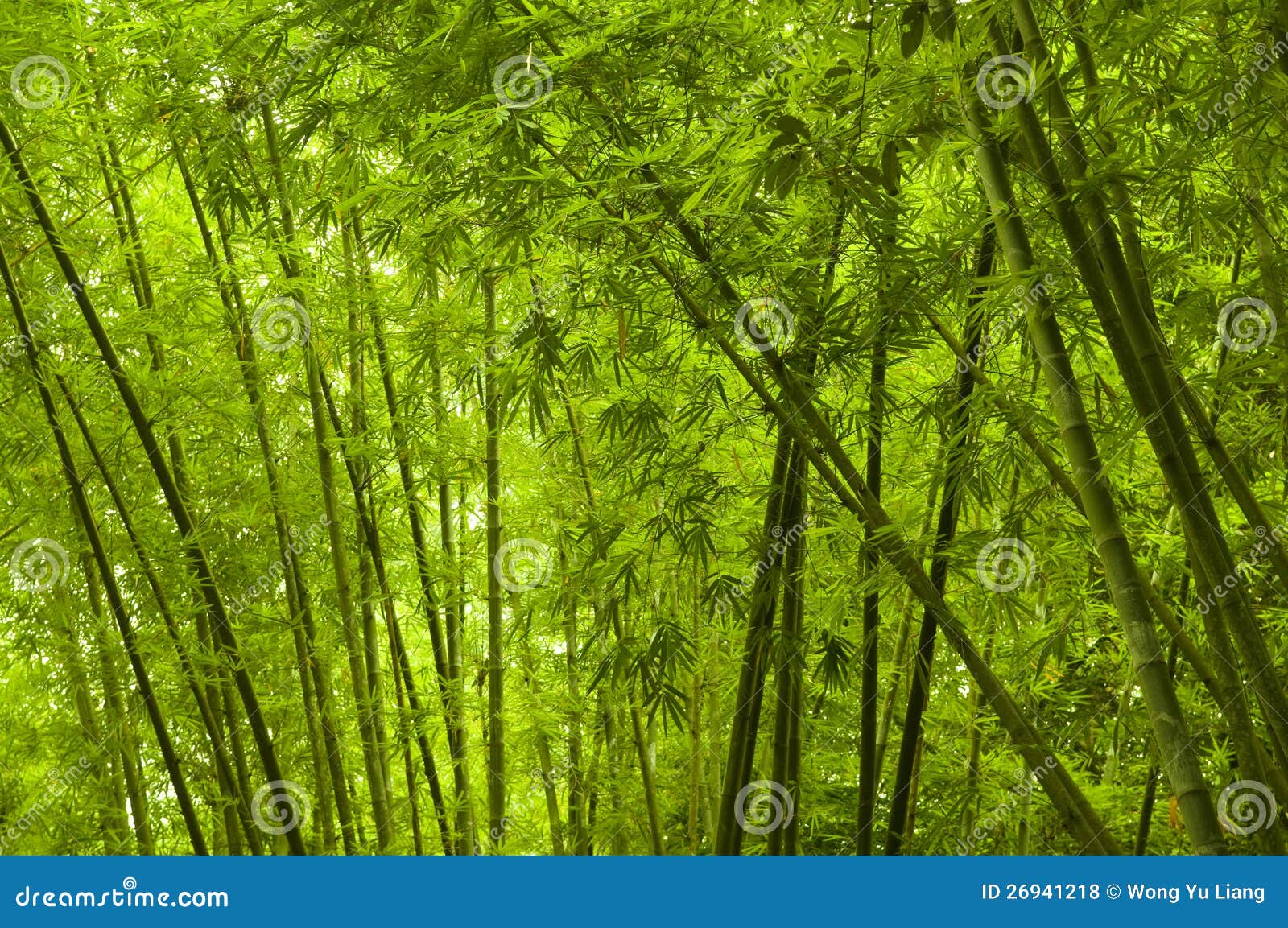 Bamboe stock foto. Image of tuin, installatie, japan - 26941218