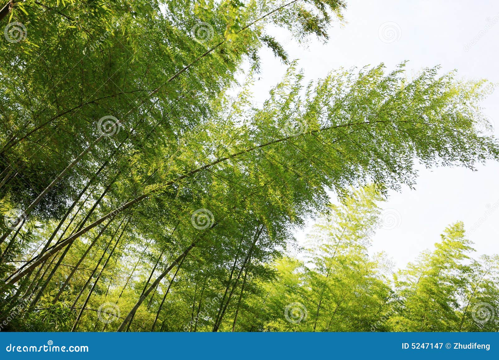 Bamboe stock afbeelding. Image of japan, licht, groen - 5247147