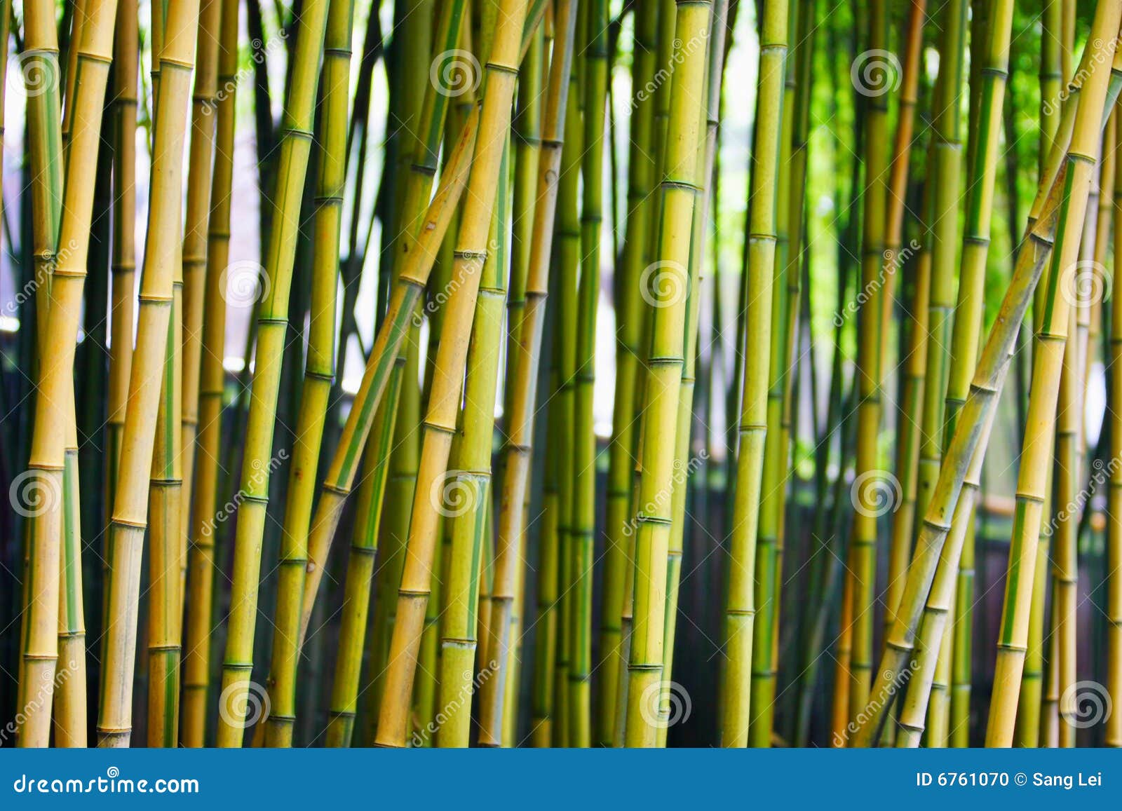 Bamboe stock foto. Image of park, installaties, bomen - 6761070