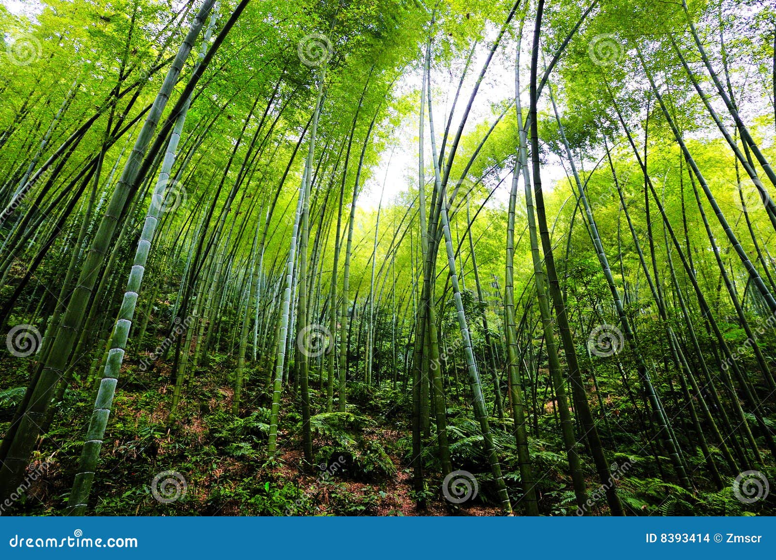 Bamboe stock foto. Image of reis, nave, groen, bamboe - 8393414