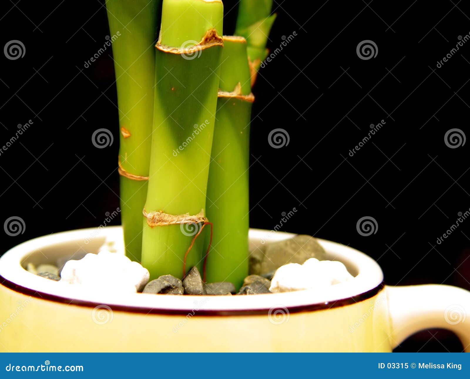 Bamboe in Kop stock afbeelding. Image of toebehoren, geïsoleerd - 3315