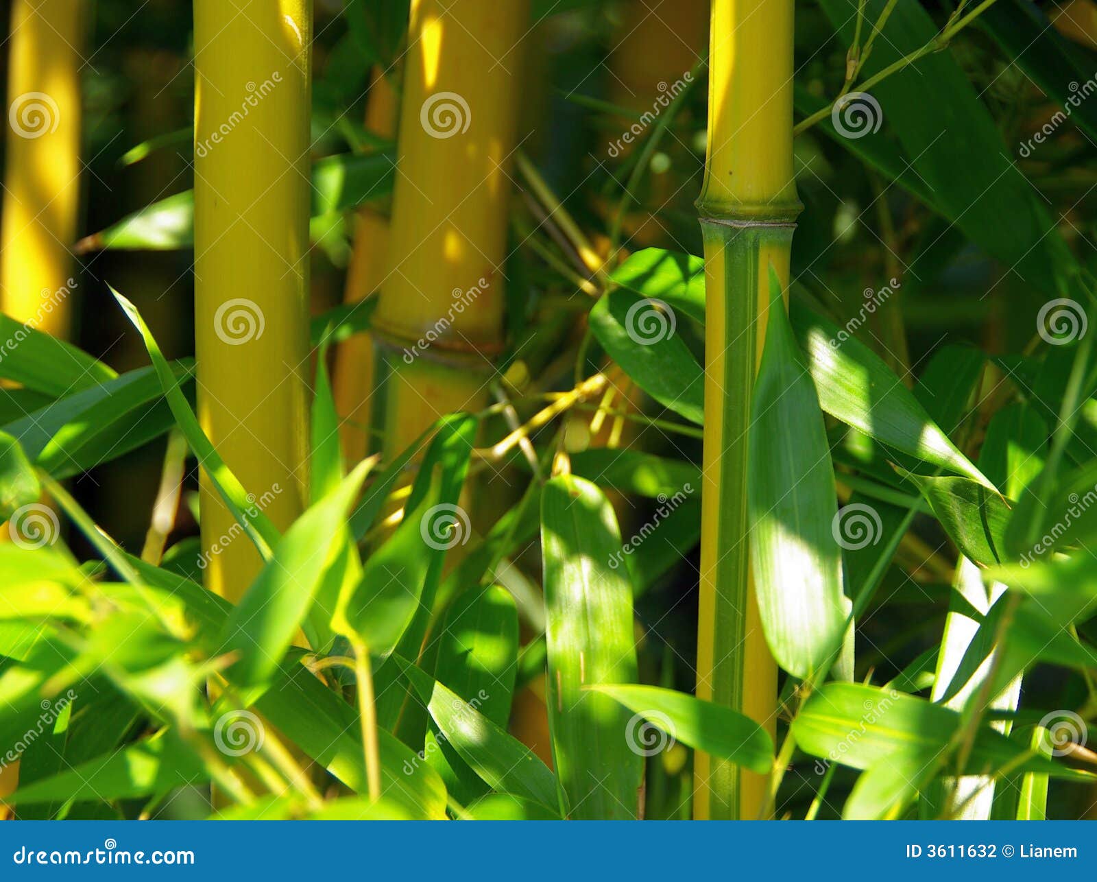 Bamboo 01 stock photo. Image of gardening, garden, abstract - 3611632
