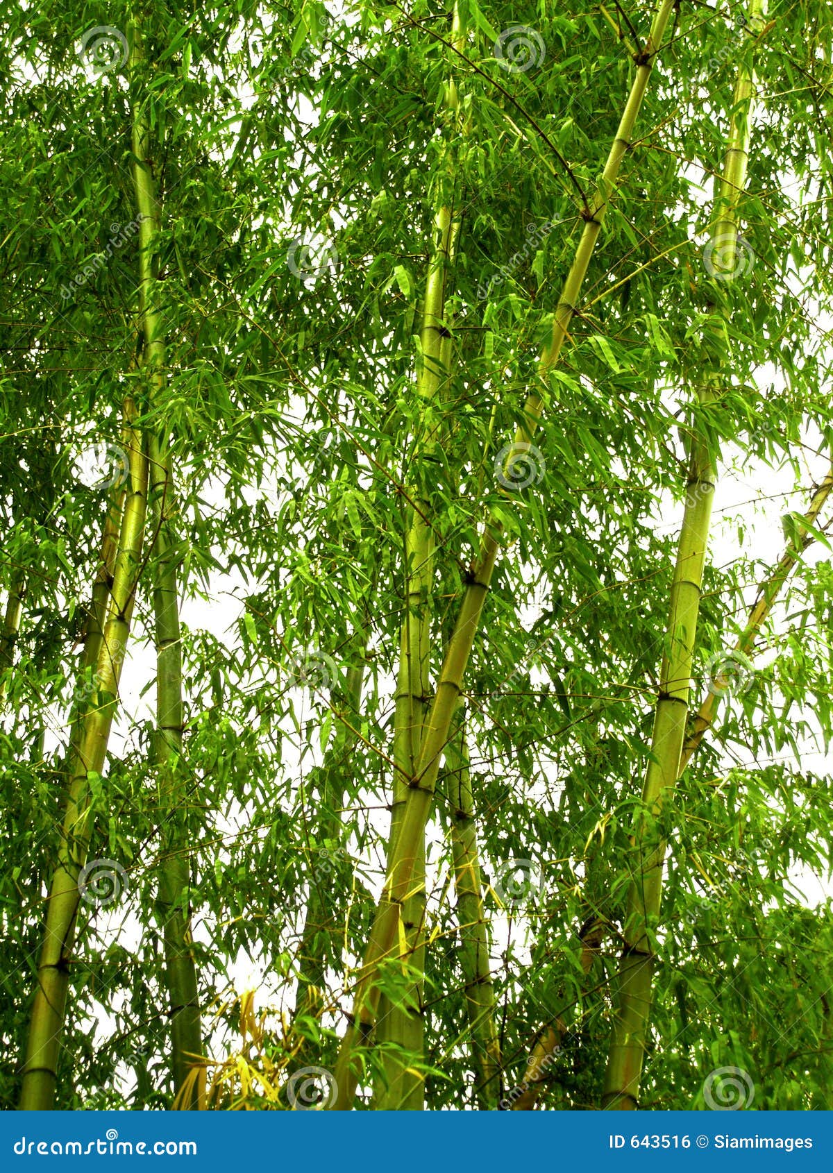 Bamboo 01 stock photo. Image of trees, forest, field, bamboo - 643516