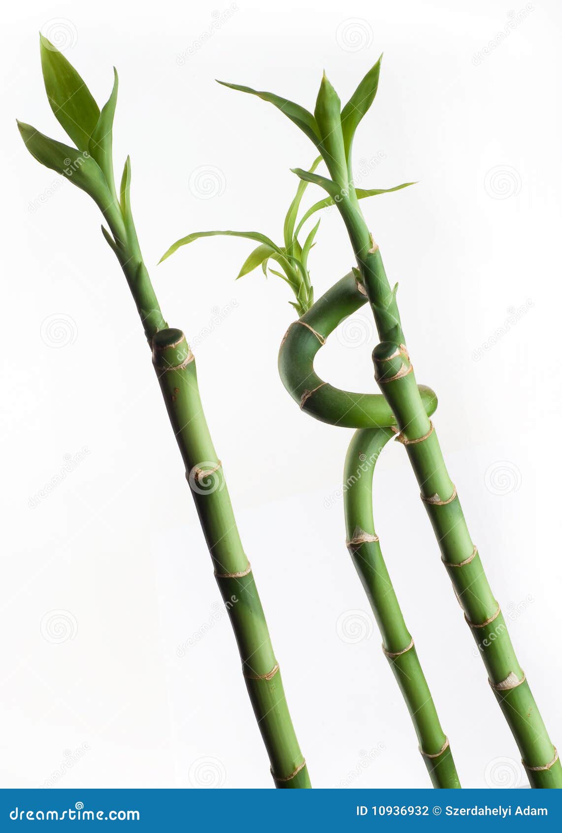 Bamboo stock photo. Image of isolated, single, objects - 10936932