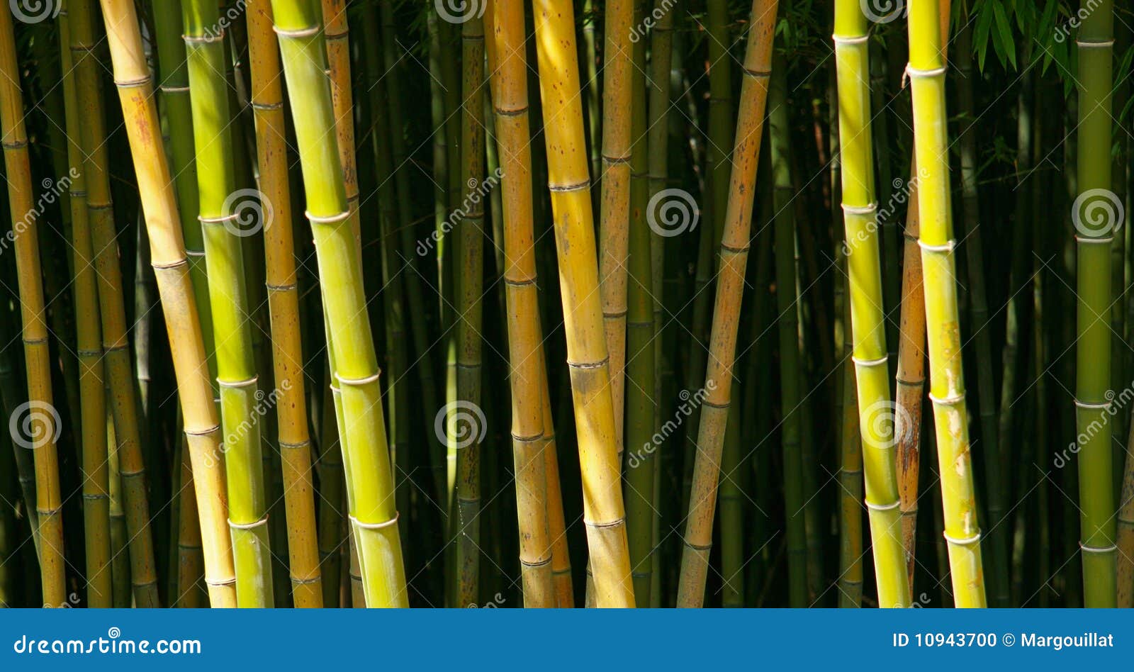 Bamboo stock photo. Image of asian, asia, ecology, textur - 10943700