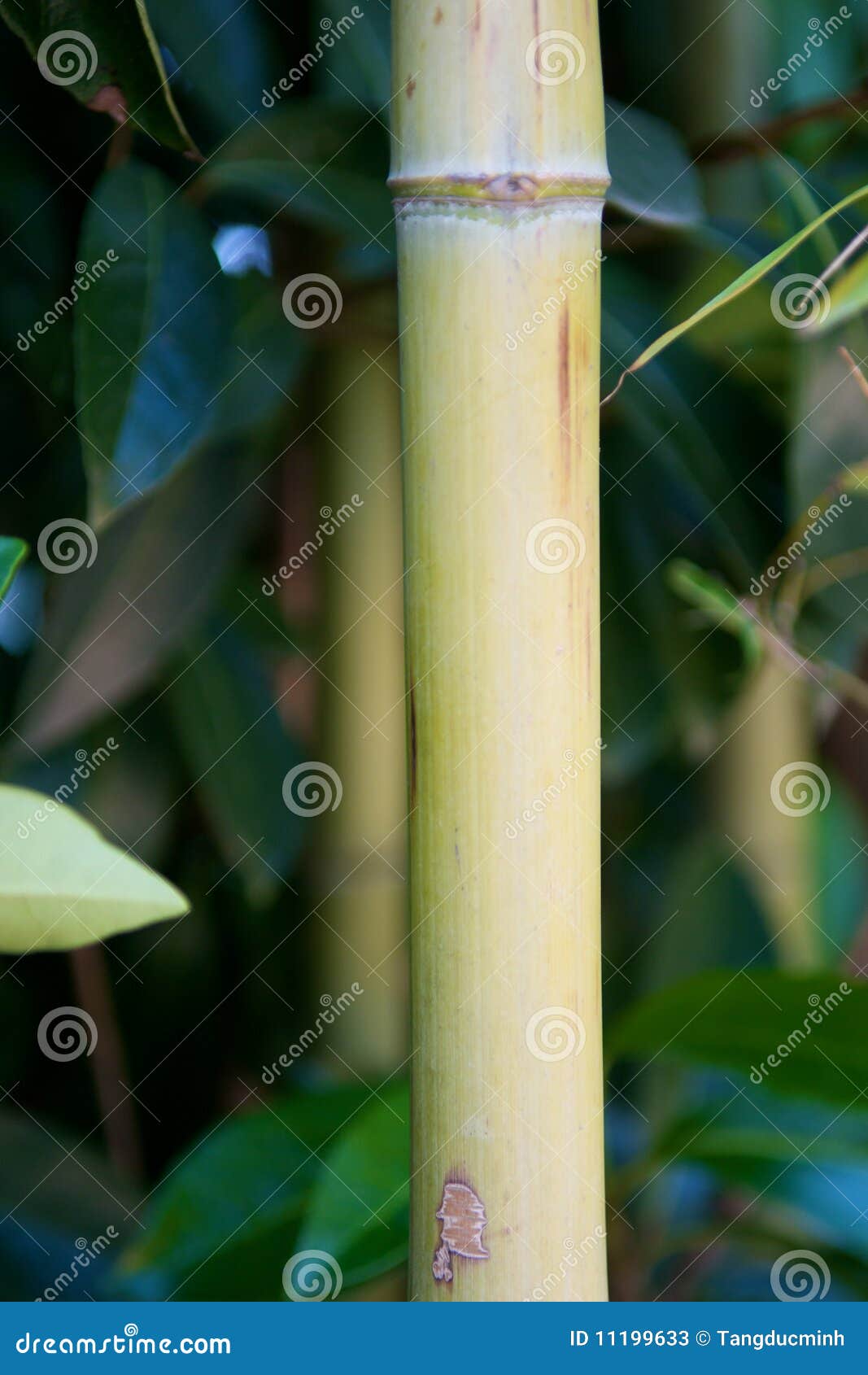 Bamboo stock image. Image of vegetation, branch, beautiful - 11199633