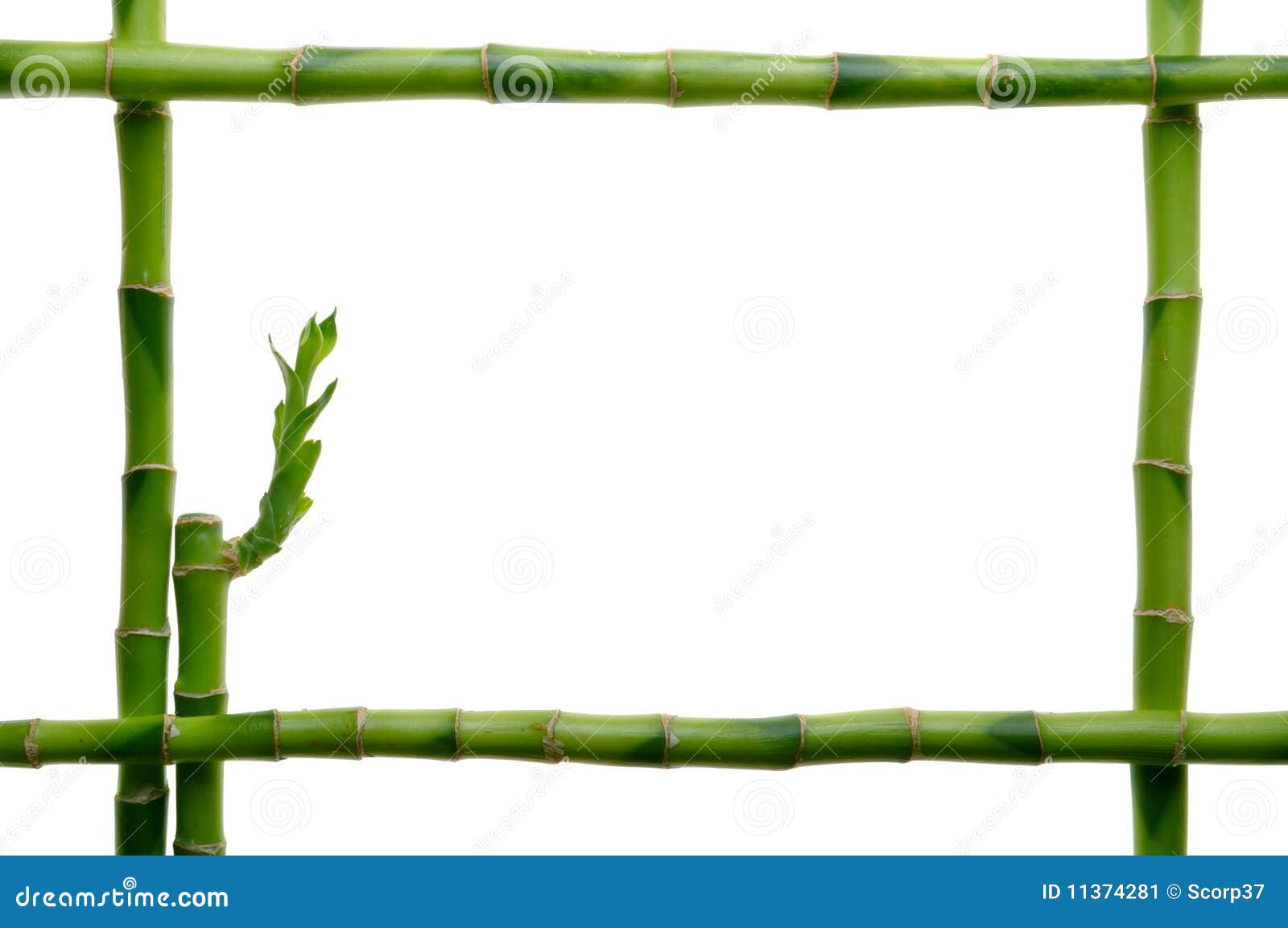 Bamboo stock image. Image of single, nature, beginning - 11374281