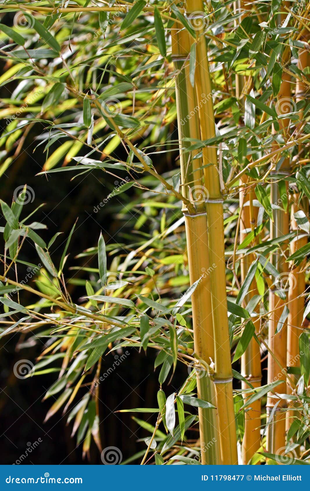 Bamboo stock image. Image of freshness, culture, feng - 11798477