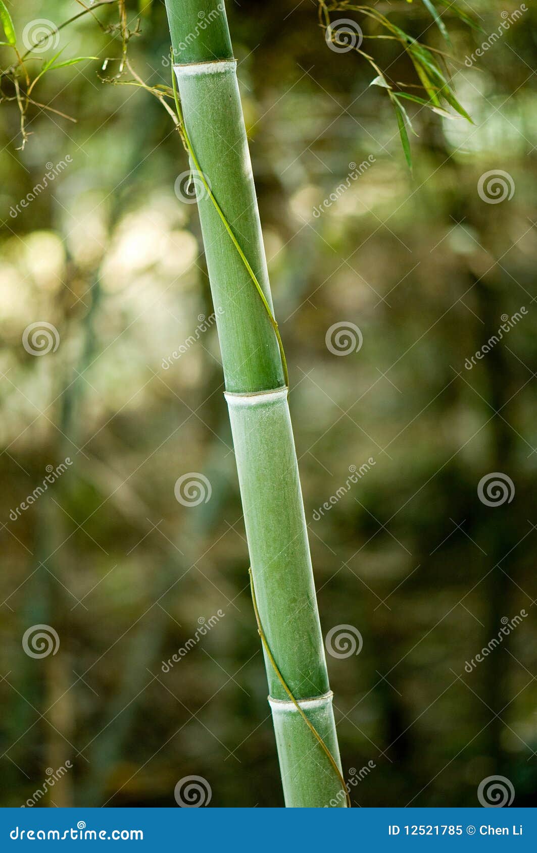 Bamboo stock image. Image of stems, humid, nature, south - 12521785