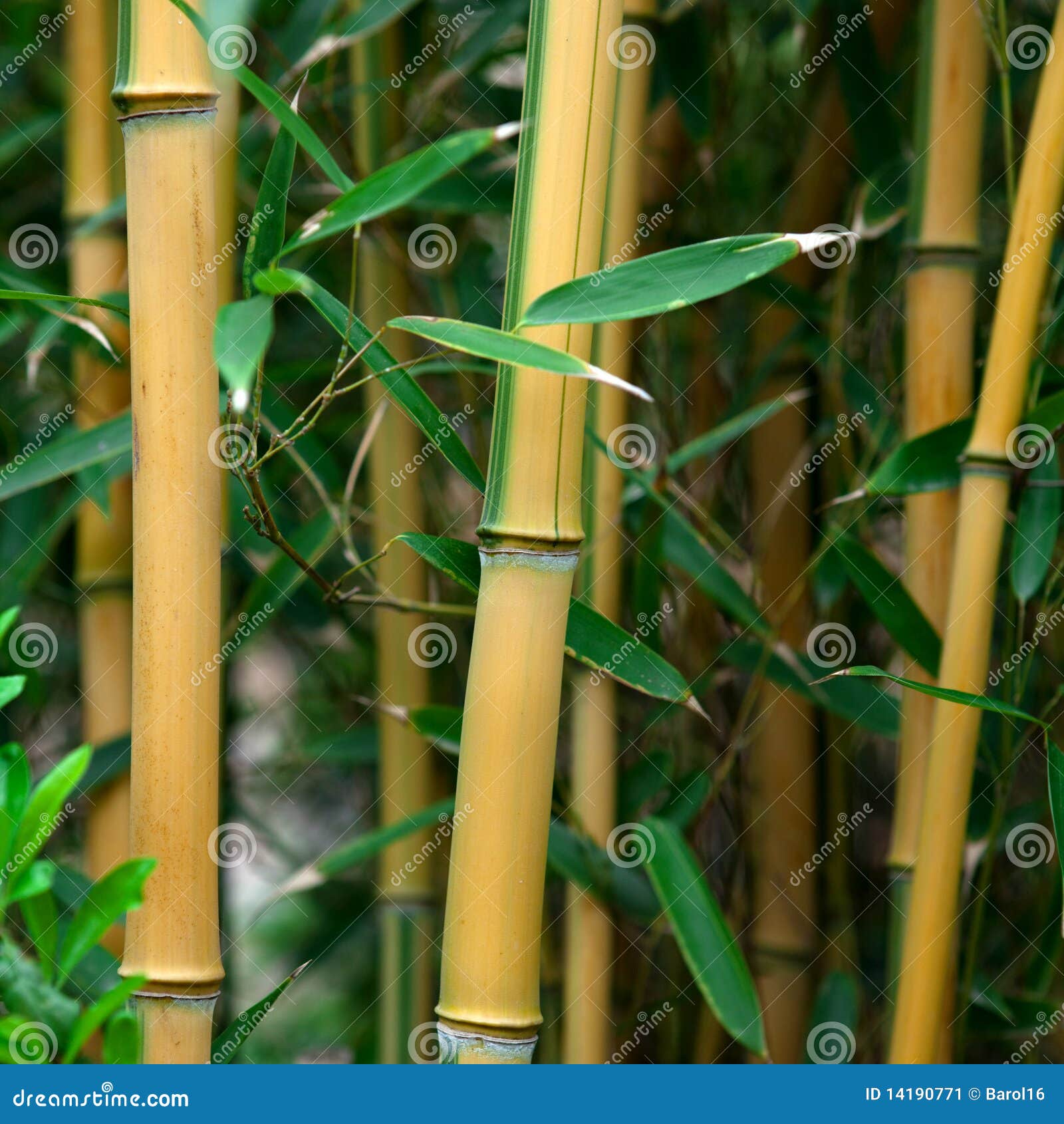 Bamboo stock image. Image of grass, background, bamboo - 14190771