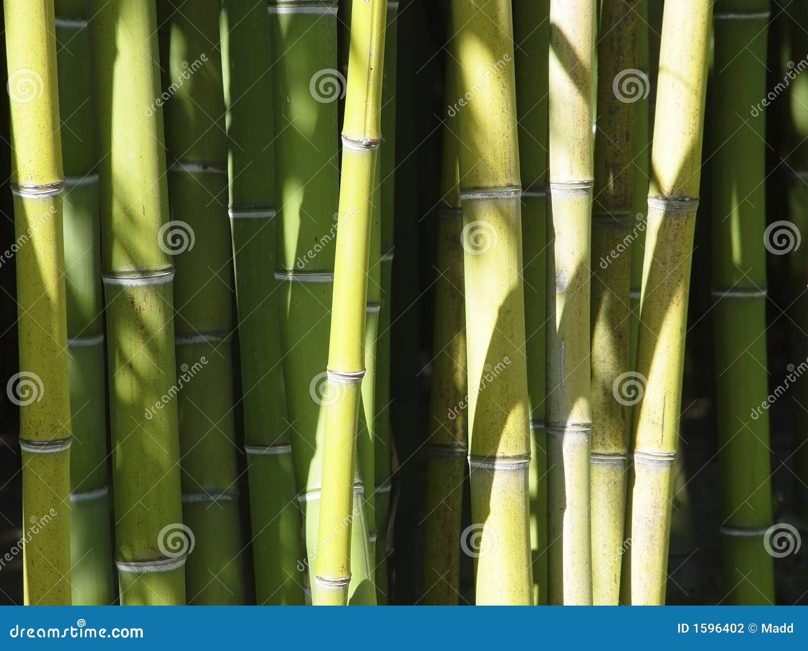 Bamboo stock photo. Image of land, nature, green, strength - 1596402