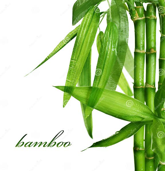 Bamboo stock photo. Image of branch, close, drop, border - 16566720