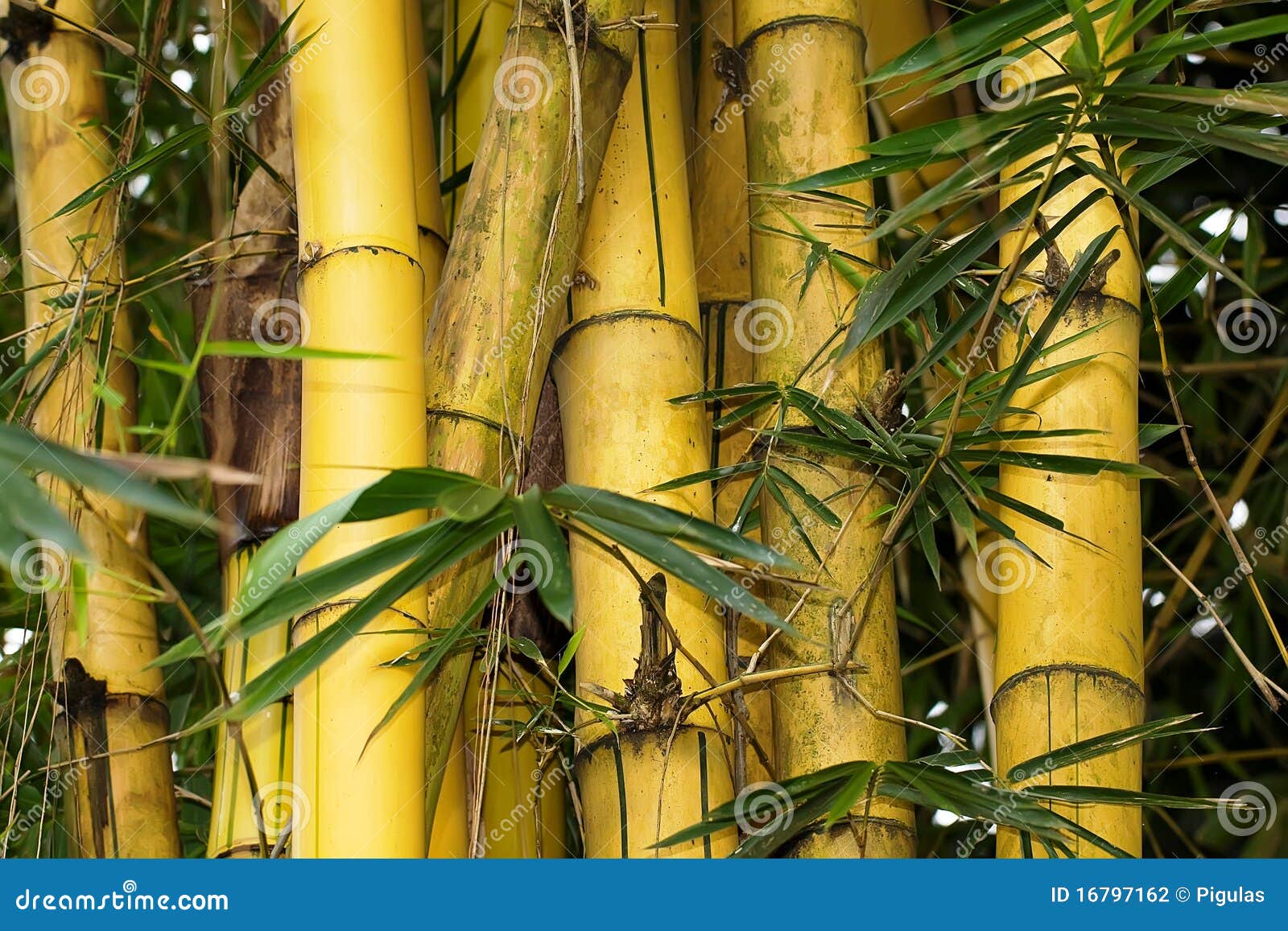 Bamboo stock photo. Image of tall, backgrounds, decorative - 16797162