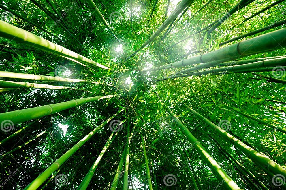 Bamboo stock photo. Image of fresh, forest, plant, stalks - 17489742
