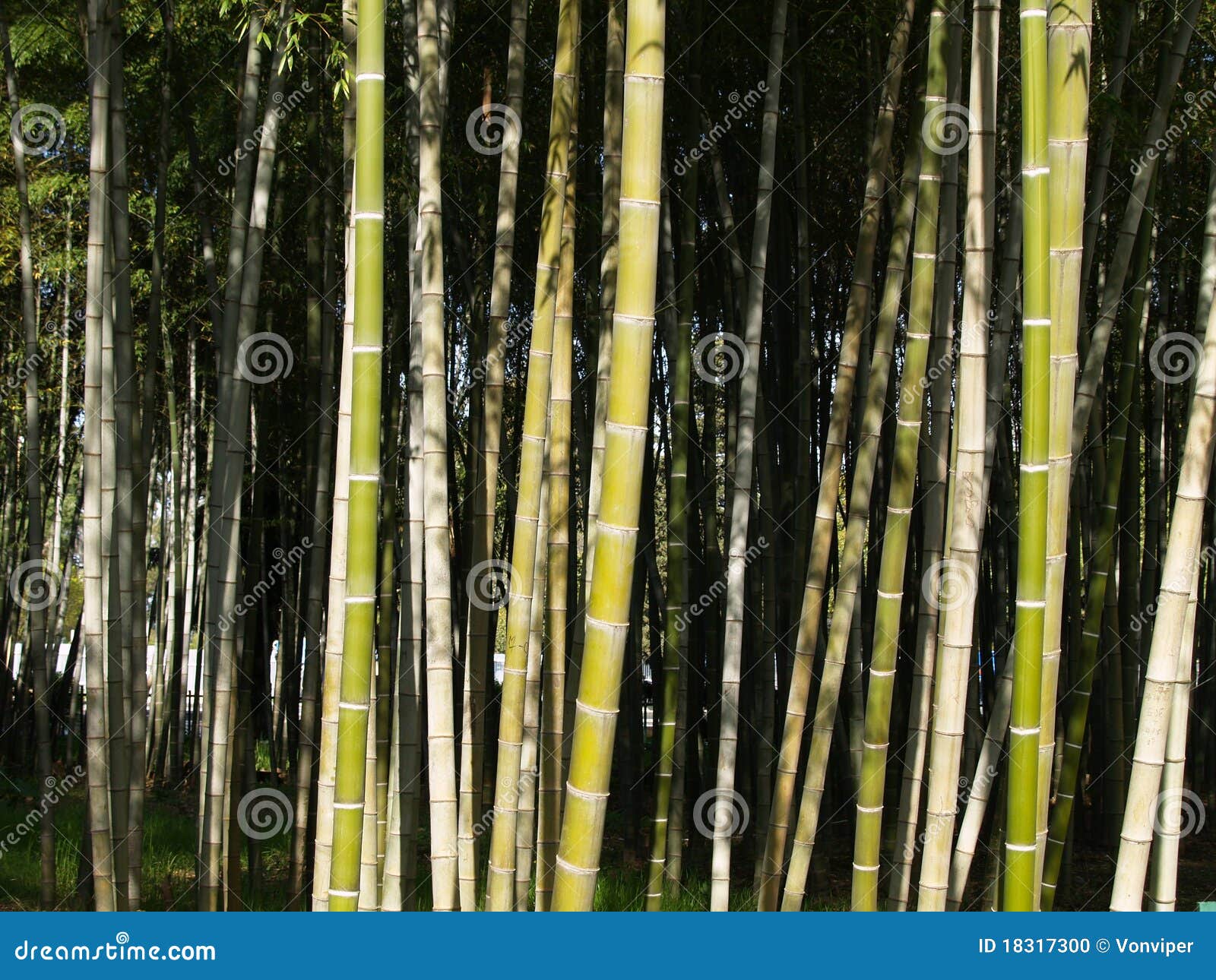 Bamboo stock photo. Image of tree, georgia, babmoo, forest - 18317300