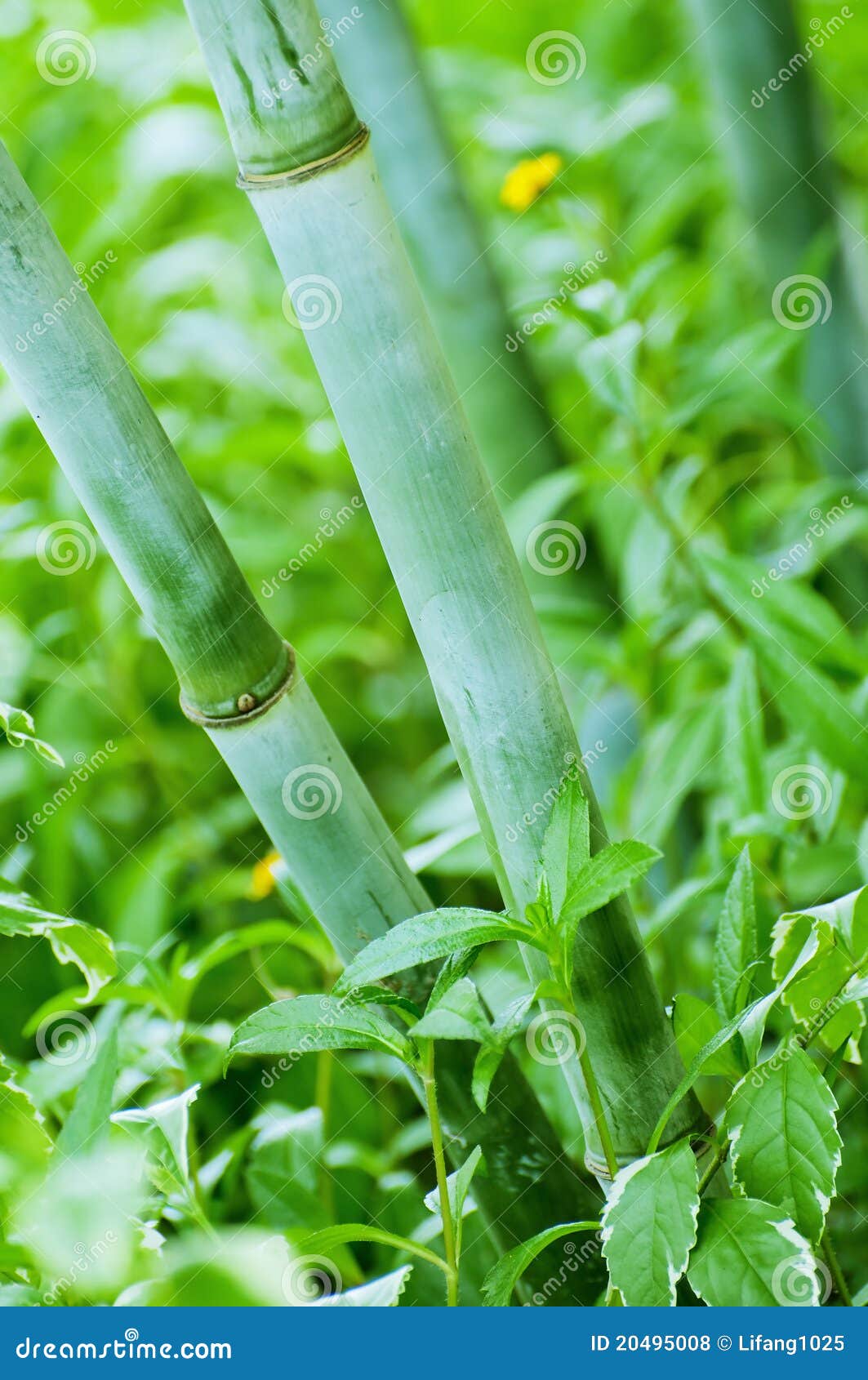 Bamboo stock photo. Image of area, spring, stem, leaf - 20495008