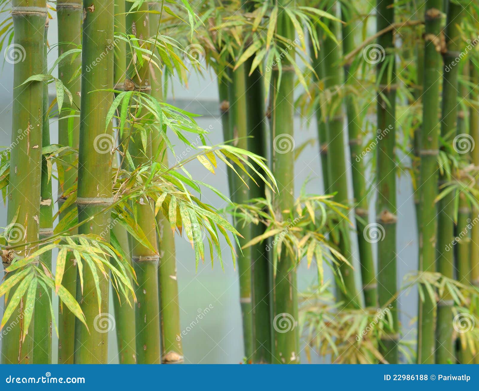 Bamboo stock photo. Image of freshness, botanical, cultivated - 22986188