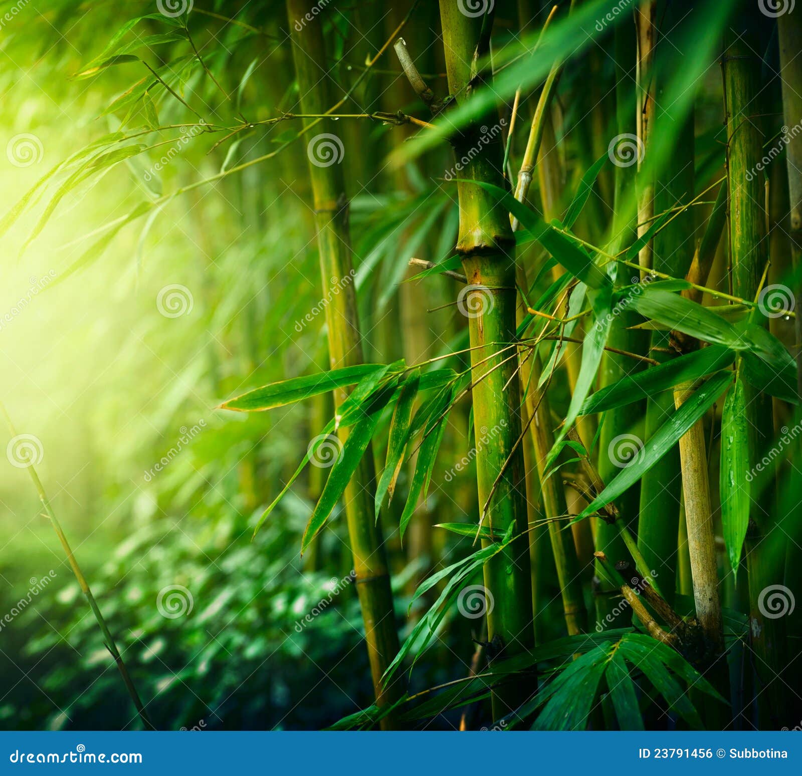 Bamboo stock photo. Image of bamboo, culture, asia, east - 23791456