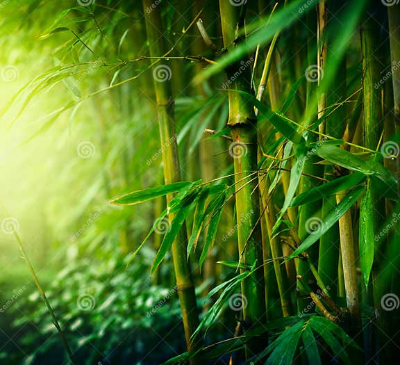 Bamboo stock photo. Image of bamboo, culture, asia, east - 23791456