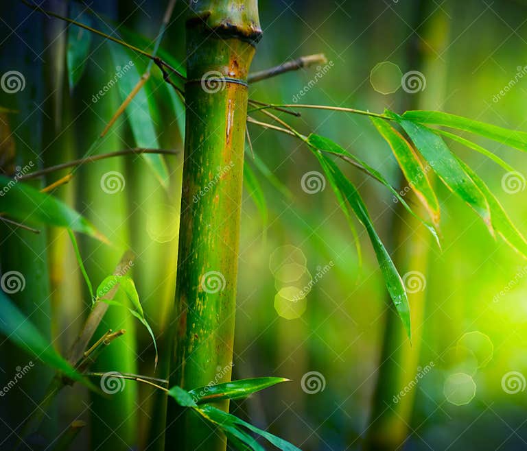 Bamboo stock image. Image of culture, landscape, closeup - 23791463