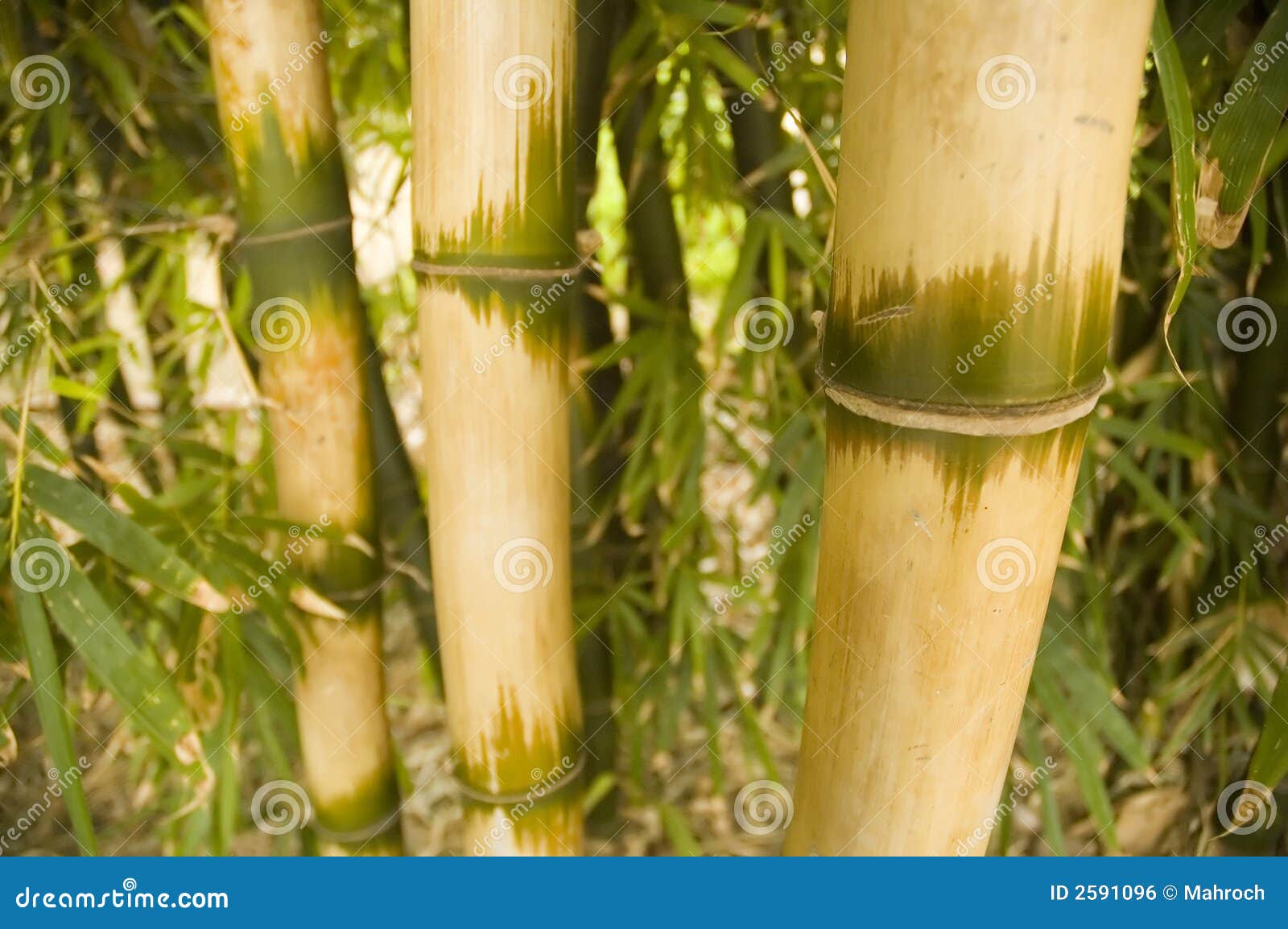 Bamboo stock photo. Image of fragility, abstract, east - 2591096