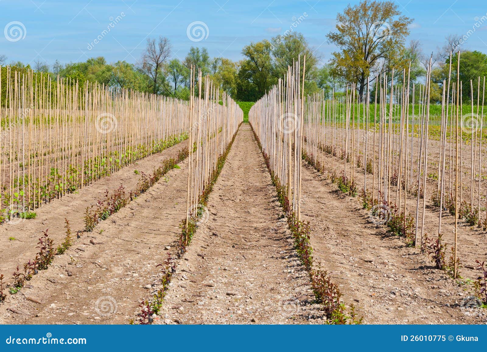 Bamboo stock image. Image of sapling, scenic, growth - 26010775