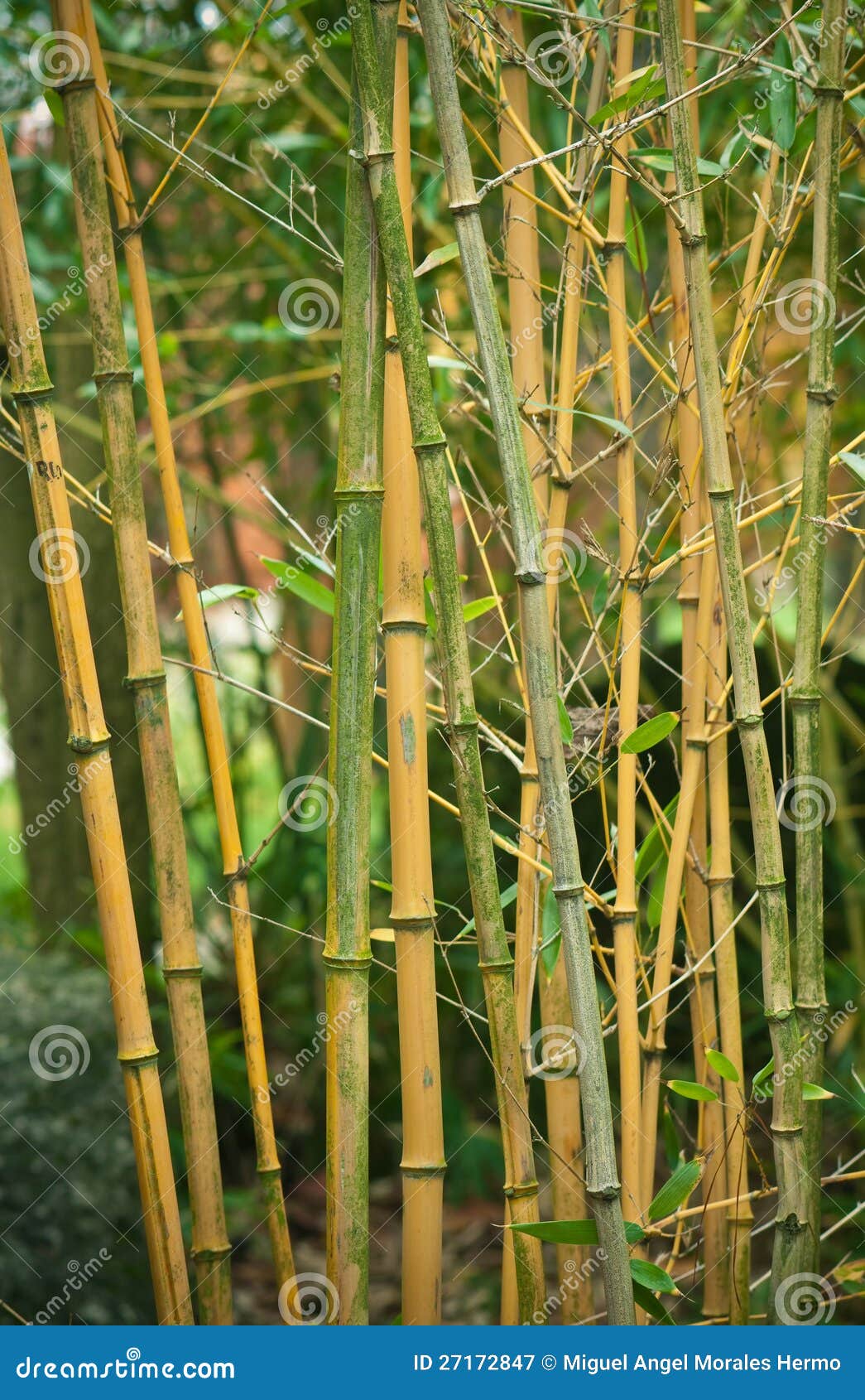 Bamboo stock image. Image of plants, bamboo, garden, decorative - 27172847