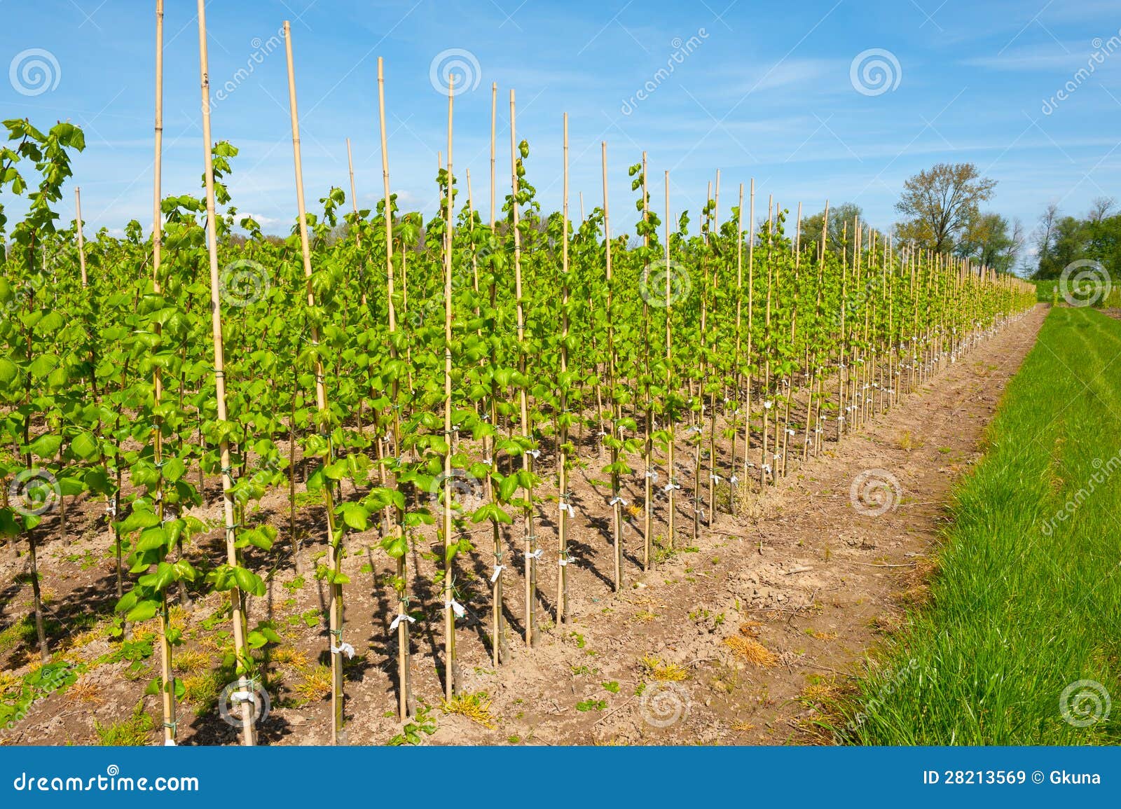 Bamboo stock image. Image of netherlands, field, scenic - 28213569