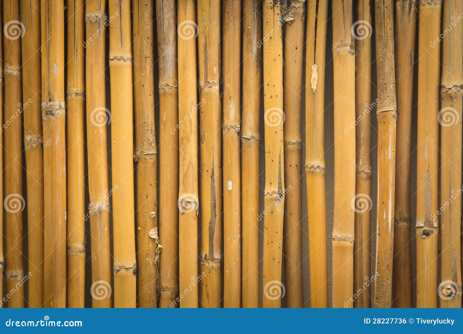 Bamboo stock photo. Image of frame, drops, green, backdrop - 28227736