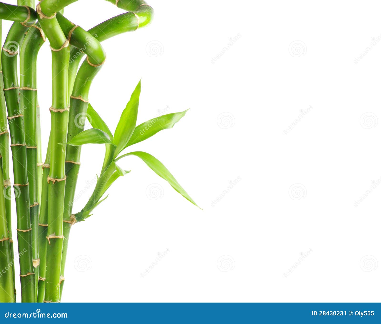 Bamboo stock image. Image of bamboo, branch, garden, gardening - 28430231