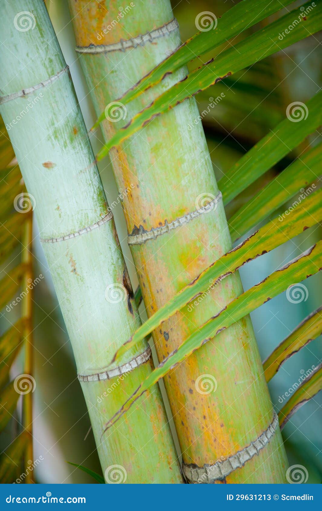 Bamboo stock image. Image of florida, green, colorful - 29631213